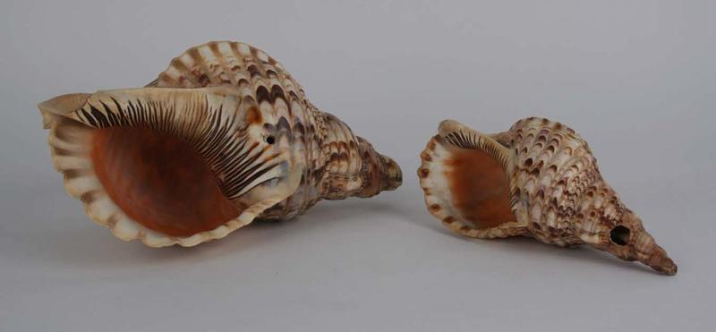 Two conch shell each with pierced hole, presented by the Fijian people ...